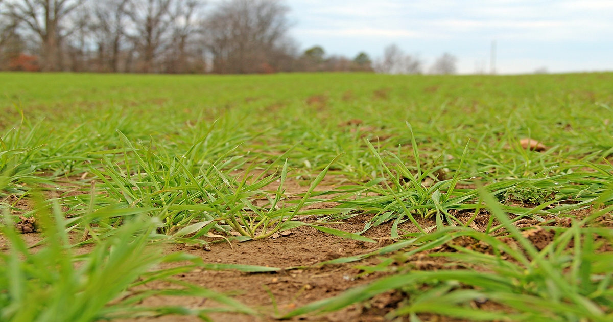 Anthem Flex 24c label for ryegrass control in wheat in Arkansas