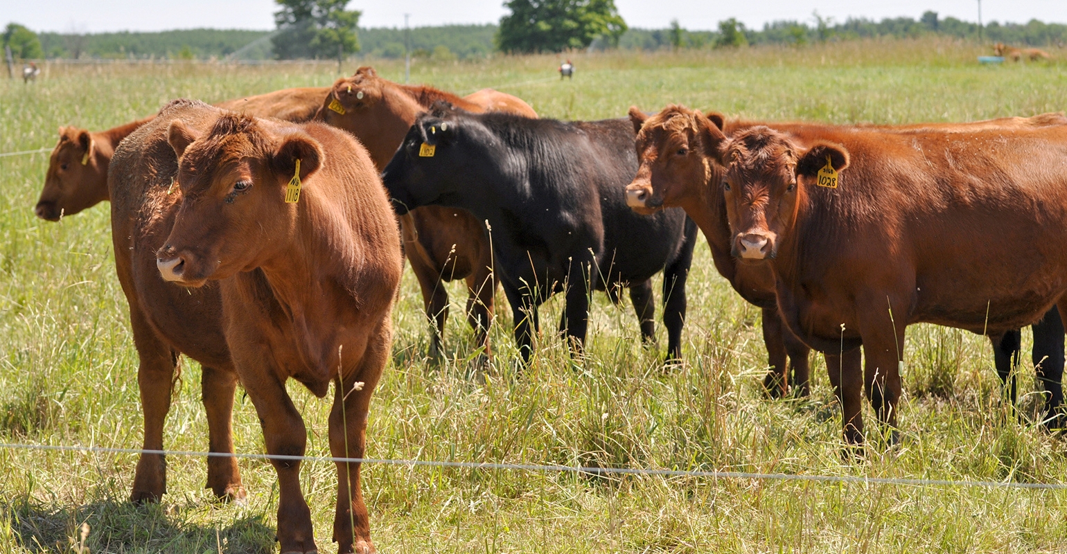 EHD virus confirmed in Ohio deer, cattle