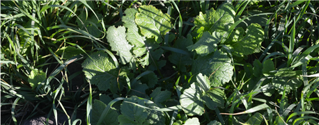 Top things to know about spring cover crop management