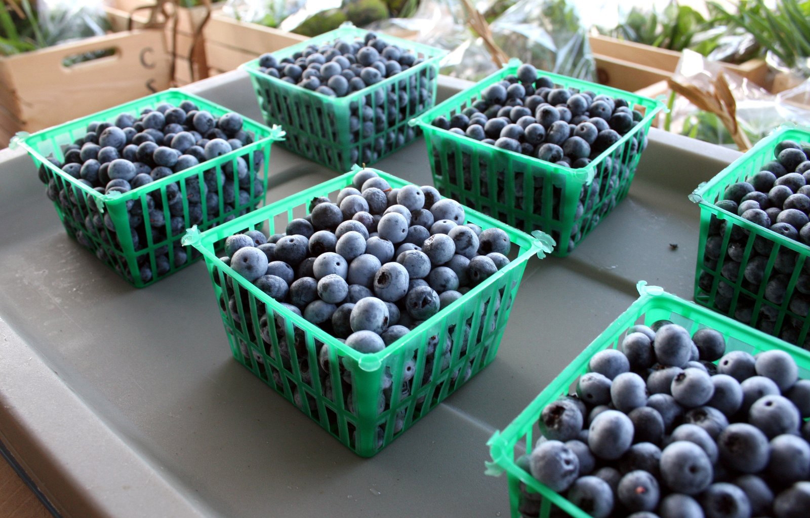 Georgia blueberry growers project 60 million pound harvest | Farm Progress