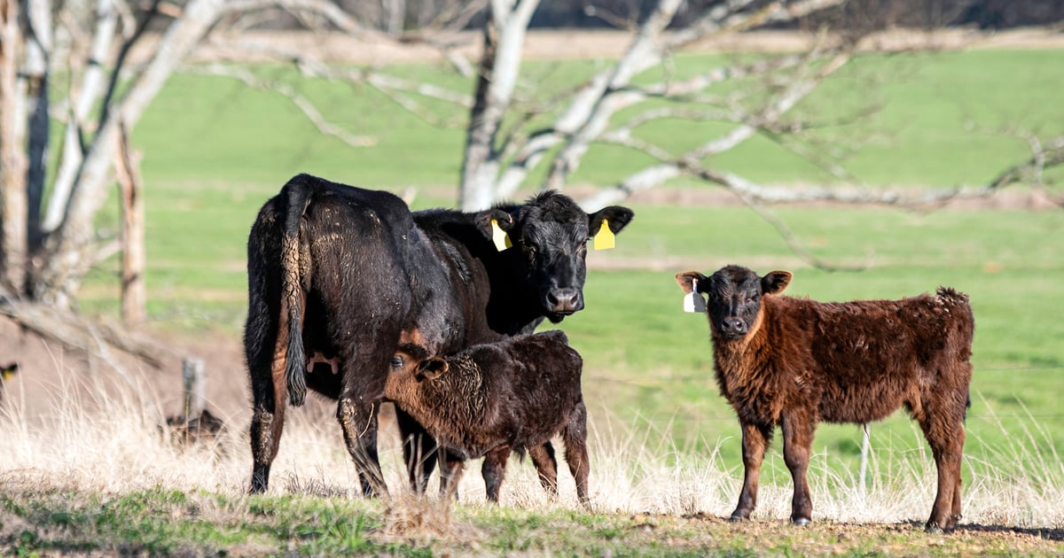 Don’t overlook nutritional needs of 2-year-old cows
