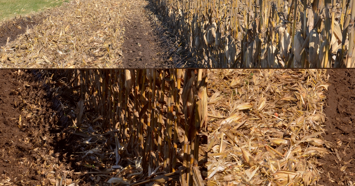Benefits of soil health apparent in wet fall