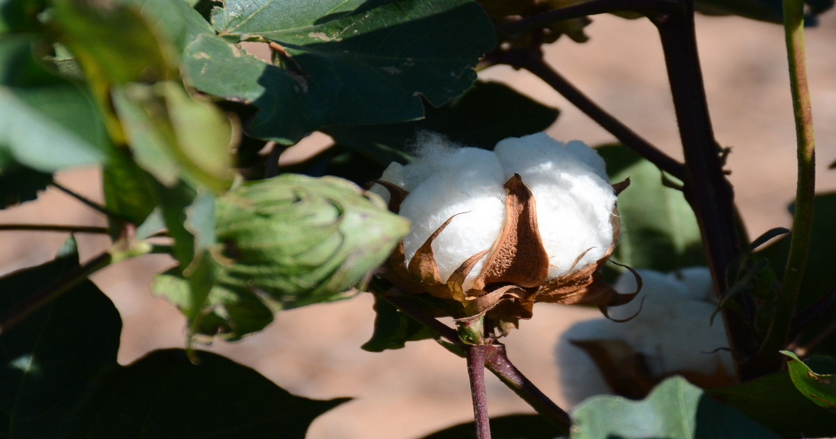 Picture perfect cotton shouldn't determine defoliation timing