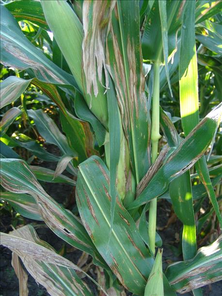 Corn disease watch list for this season