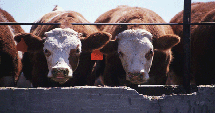 Proper mineral management key to keeping cattle healthy | Farm Progress