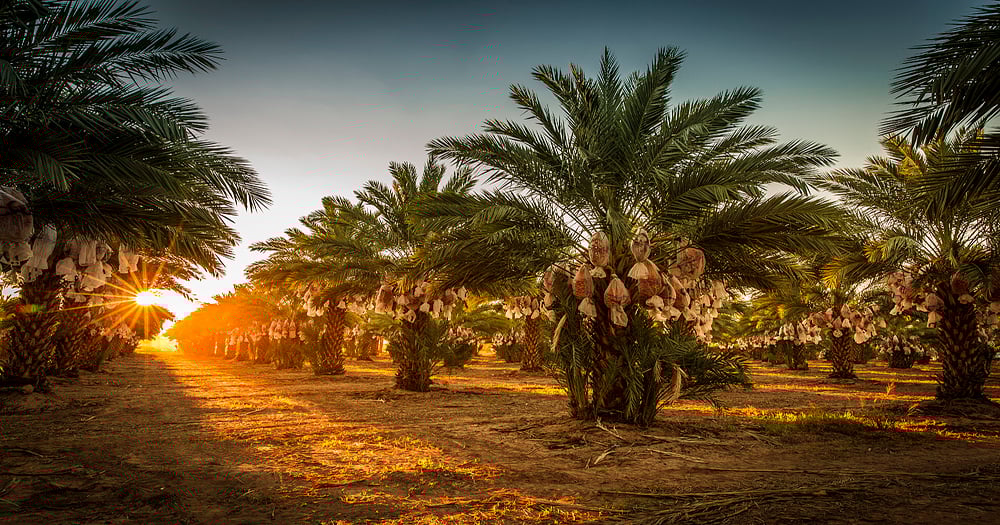 Dates grow well in low desert of California and Arizona