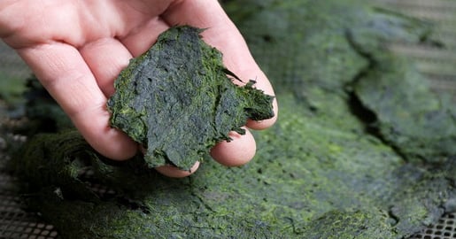 Arizona touted as ideal location to farm algae for biofuel | Farm Progress