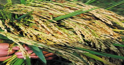 ALS-resistant barnyardgrass in rice | Farm Progress