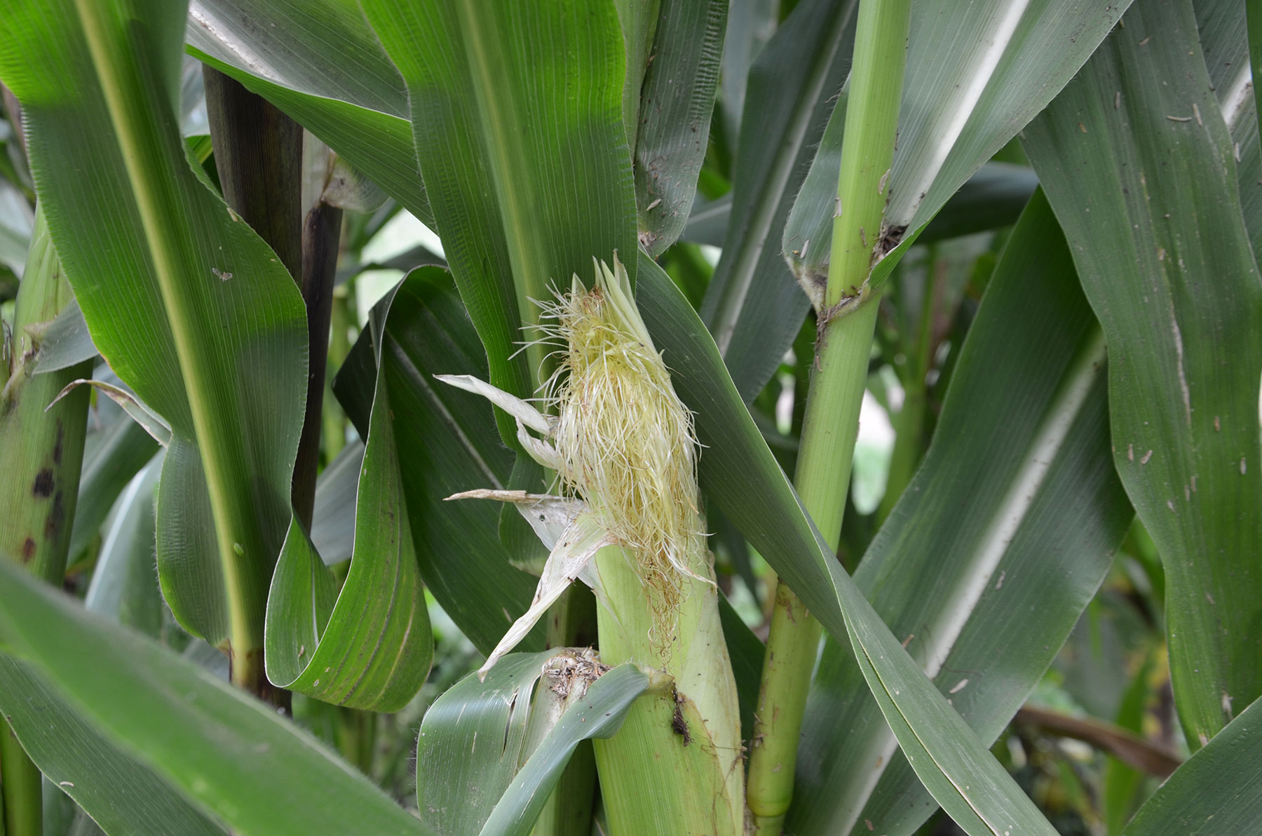 Scouting corn reveals southern rust, pollination issues