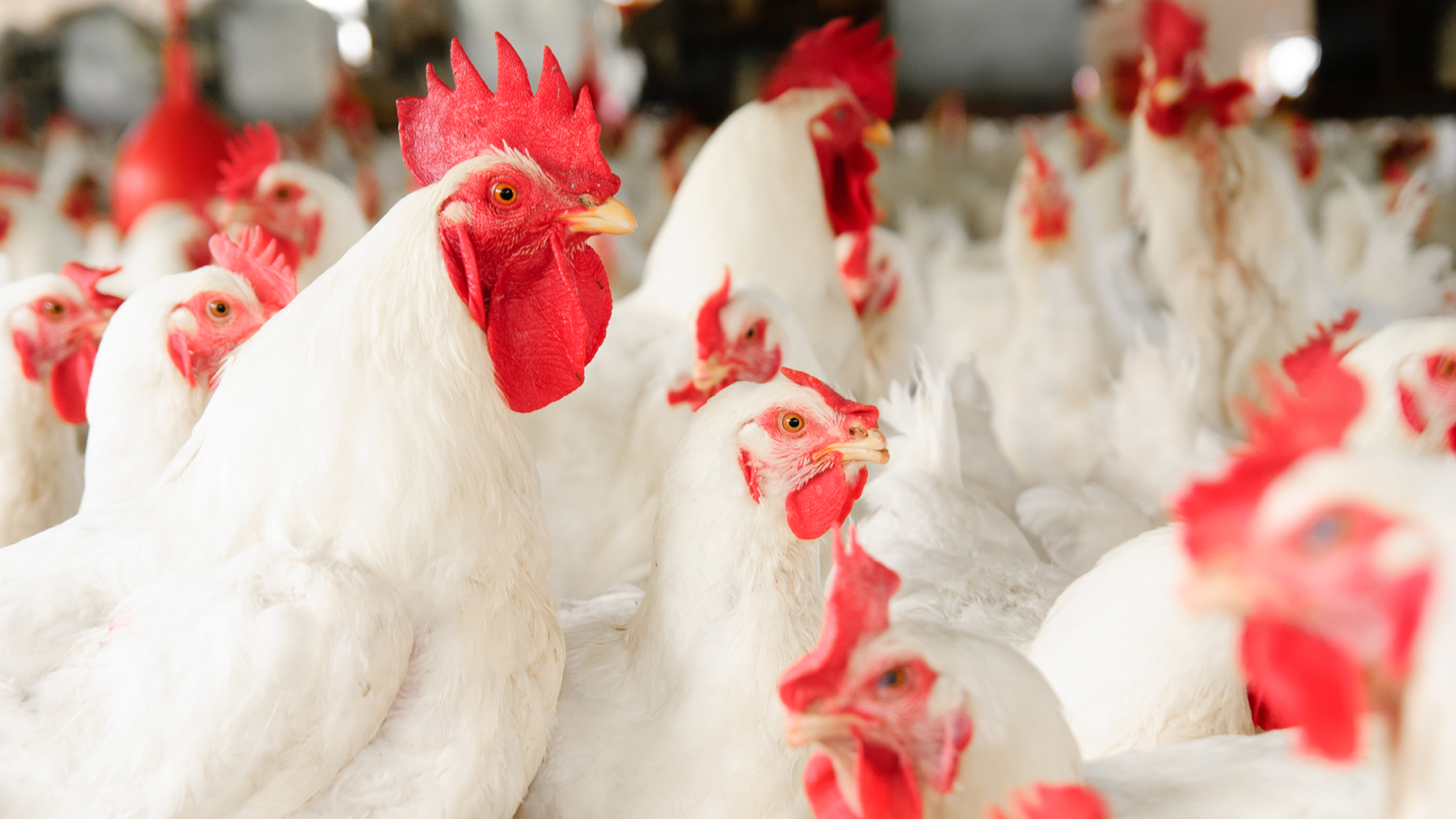 2024 USDA Agriculture Census: lots of numbers