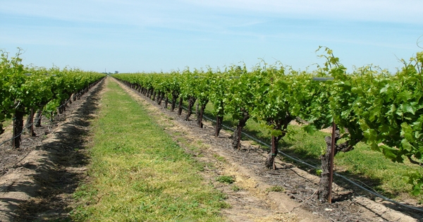 Reasons for optimism about San Joaquin Valley’s wine grape industry