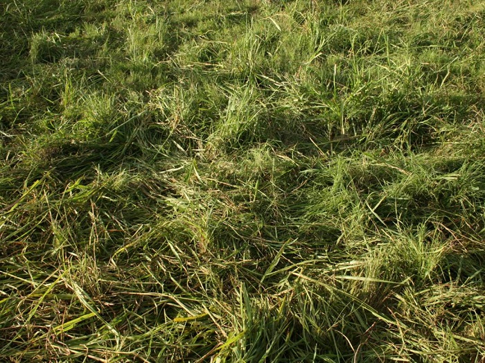 Grazing monikers may confuse, obscure the real benefits