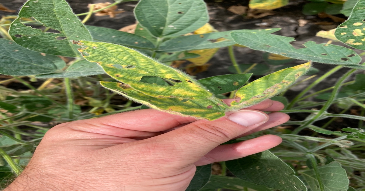 Red crown rot: What to look for in your soybean fields