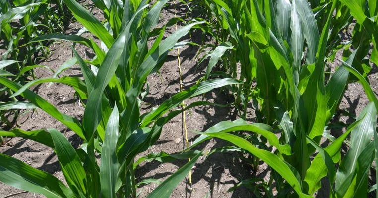 Test plots help ensure better planting and seed decisions