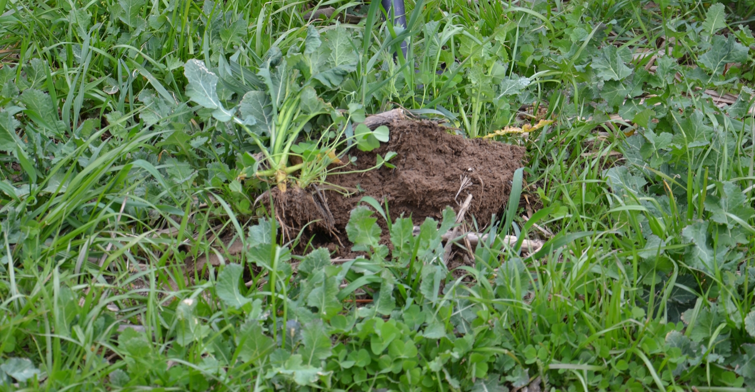 Cover crops in Indiana take on a life of their own