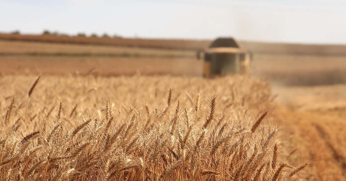Wheat management: Pre-plant and fall timing