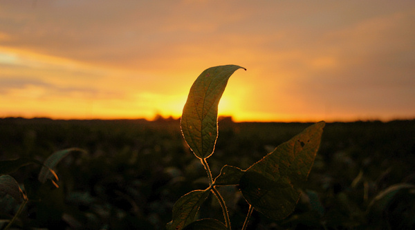 30 Days on a Prairie Farm: Sustainability