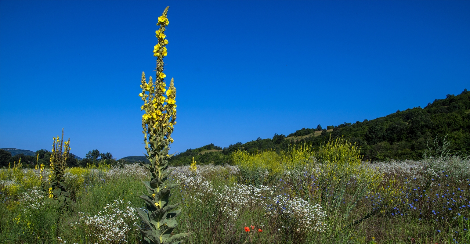 Manage common mullein in pastures this fall
