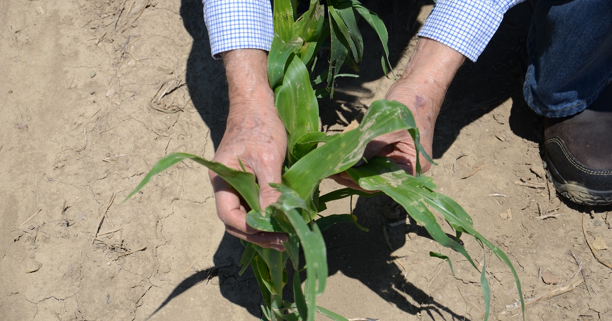 Mud splashed on corn leaves spreads disease