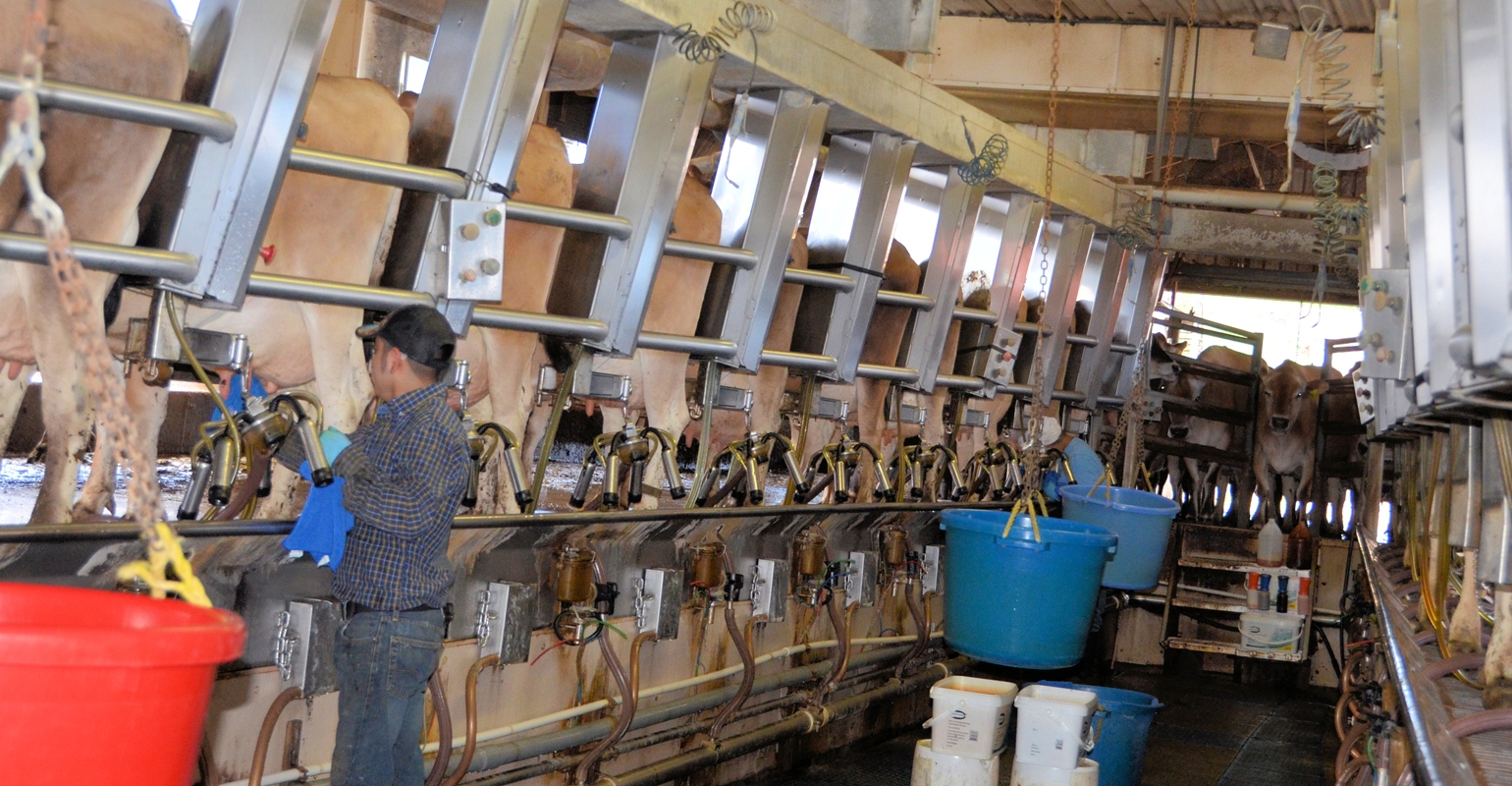 How dairy operations can find, retain good employees