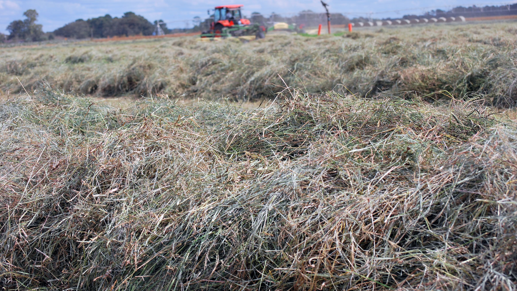 Survey shows spotted wilt hits some peanut fields harder