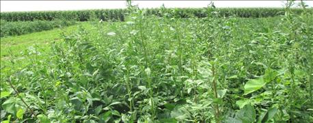 Understanding the Roundup Ready 2 Xtend soybean weed management system