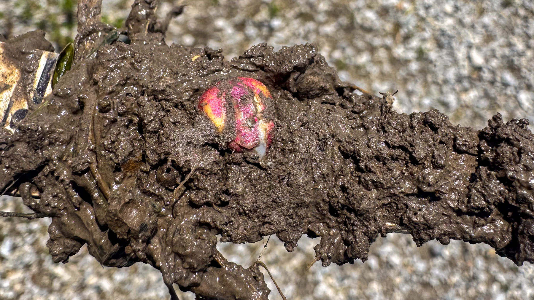 What are top 5 crops in Nebraska?