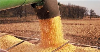 Four facts about gifting grain