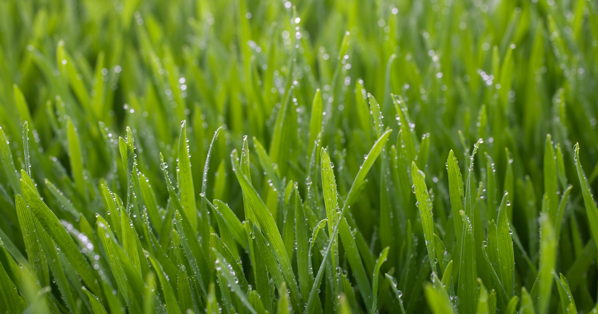 Why late summer, early fall are ‘dew season’