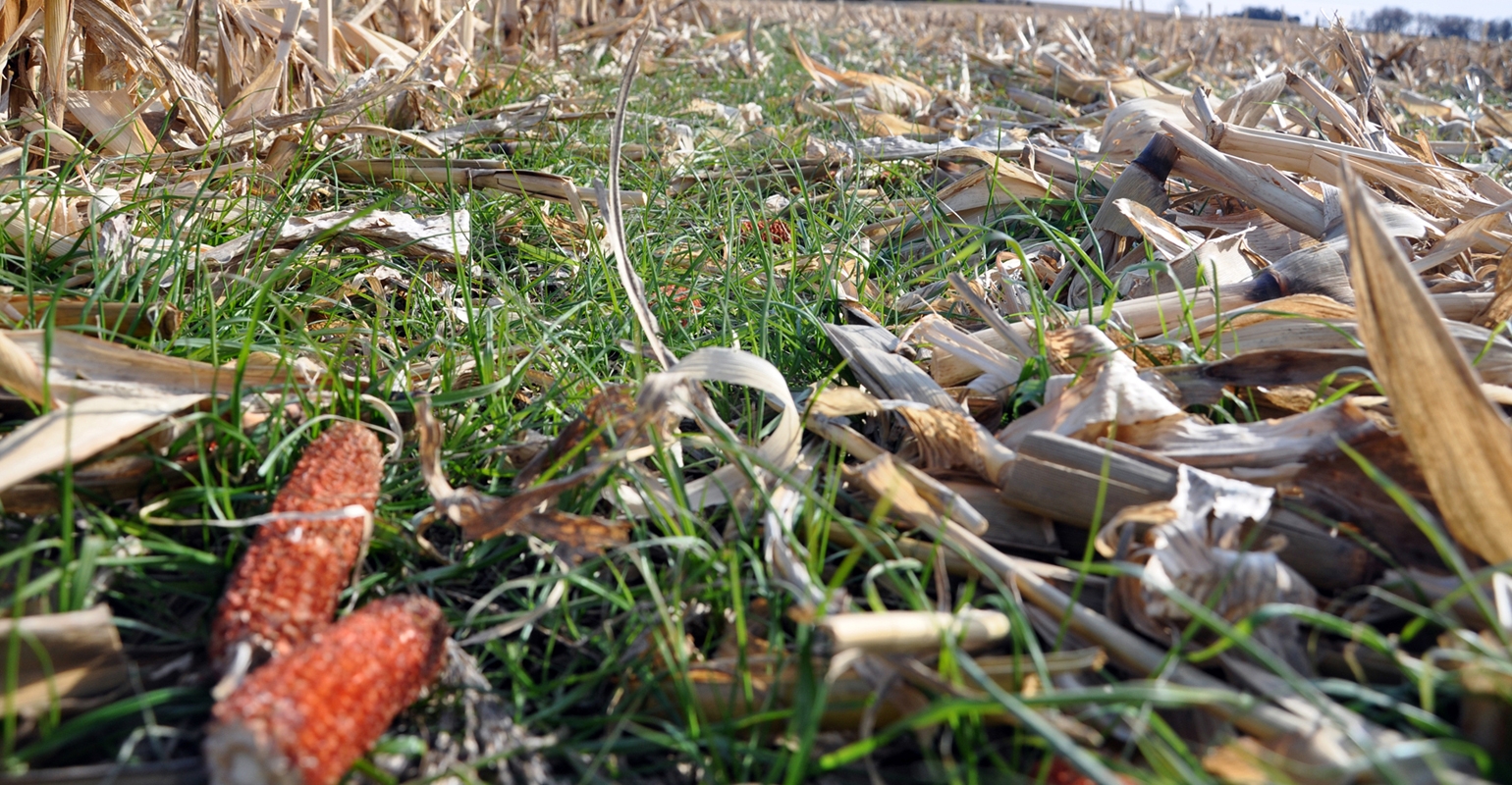 Applying herbicide on cover crops