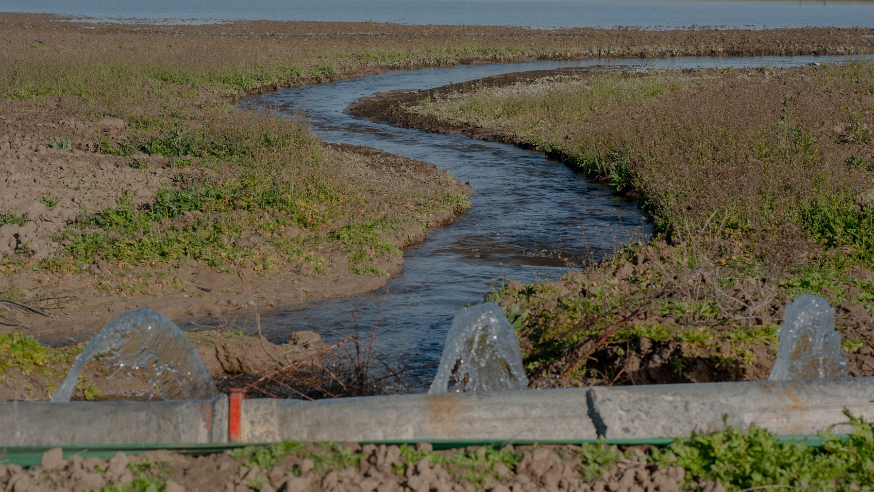 Take a closer look at corn roots