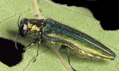 Iowa using stingless wasps to help control emerald ash borer
