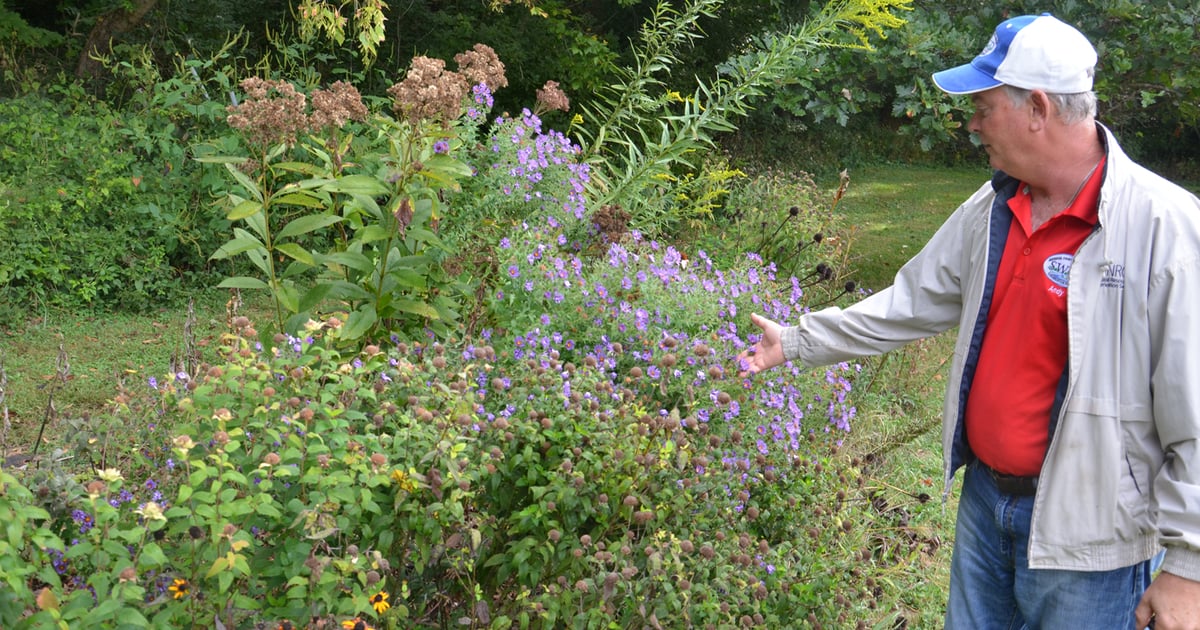 Bring back the pollinators