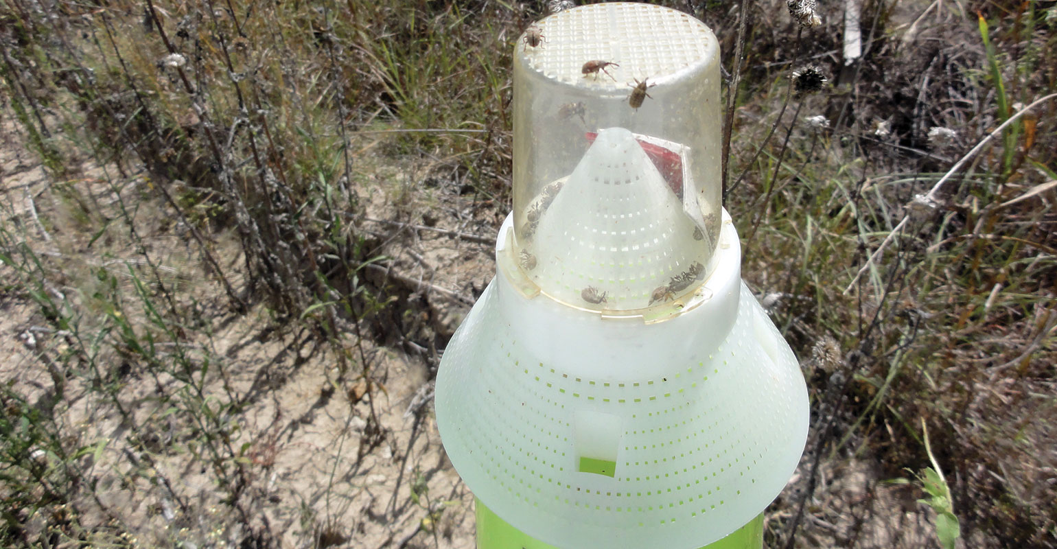 Boll weevil eradication program lowered costs, increased yields