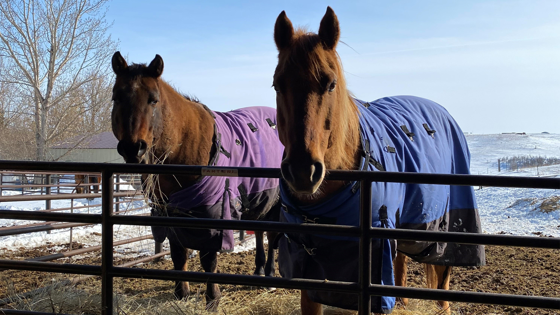 Feed your horses right for winter