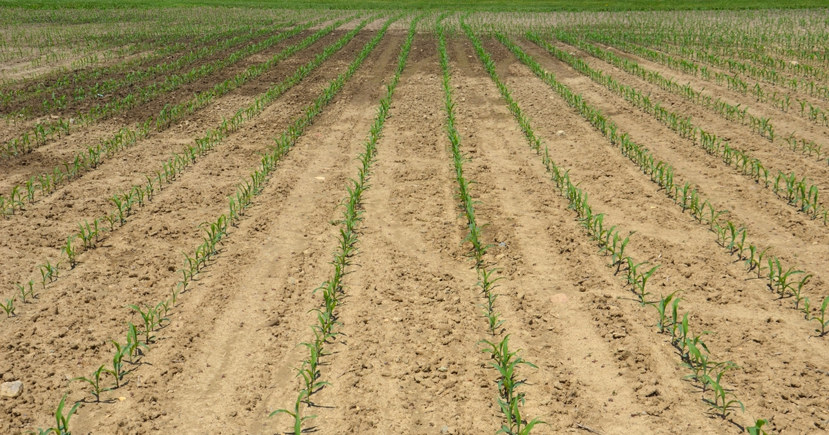 Think about what goes in tank for corn weed control