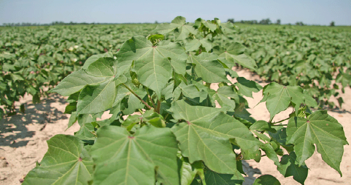 Boll weevil bottled up in Texas’ Rio Grande Valley