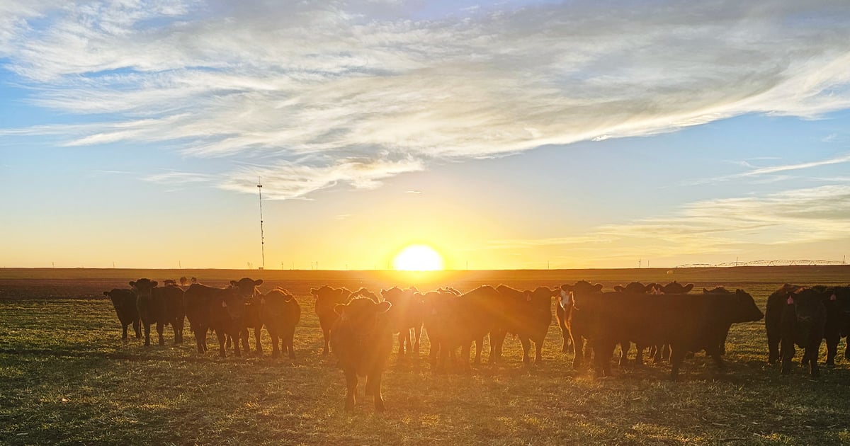 Farmland across Texas dries up as drought intensifies
