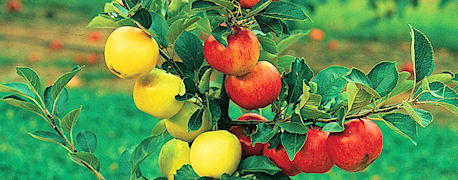 Learn To Craft The Fruit Graft