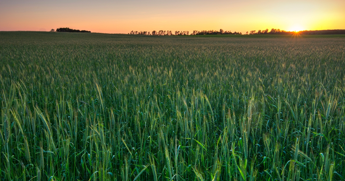 Croplan announces 2018 seed lineup for Upper Midwest