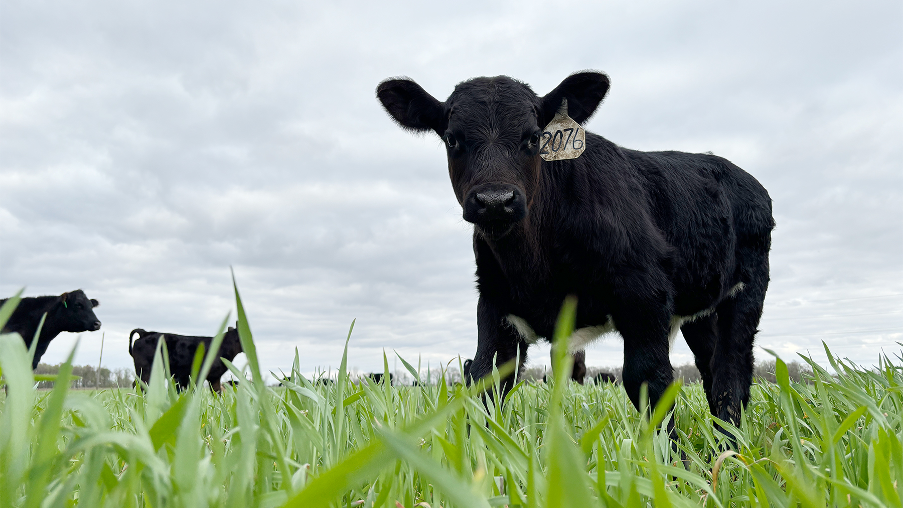 Adding cattle can improve soil health