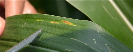 Start paying attention to signs of leaf diseases in corn