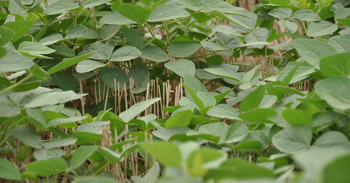 Need-to-knows for growing double-crop soybeans