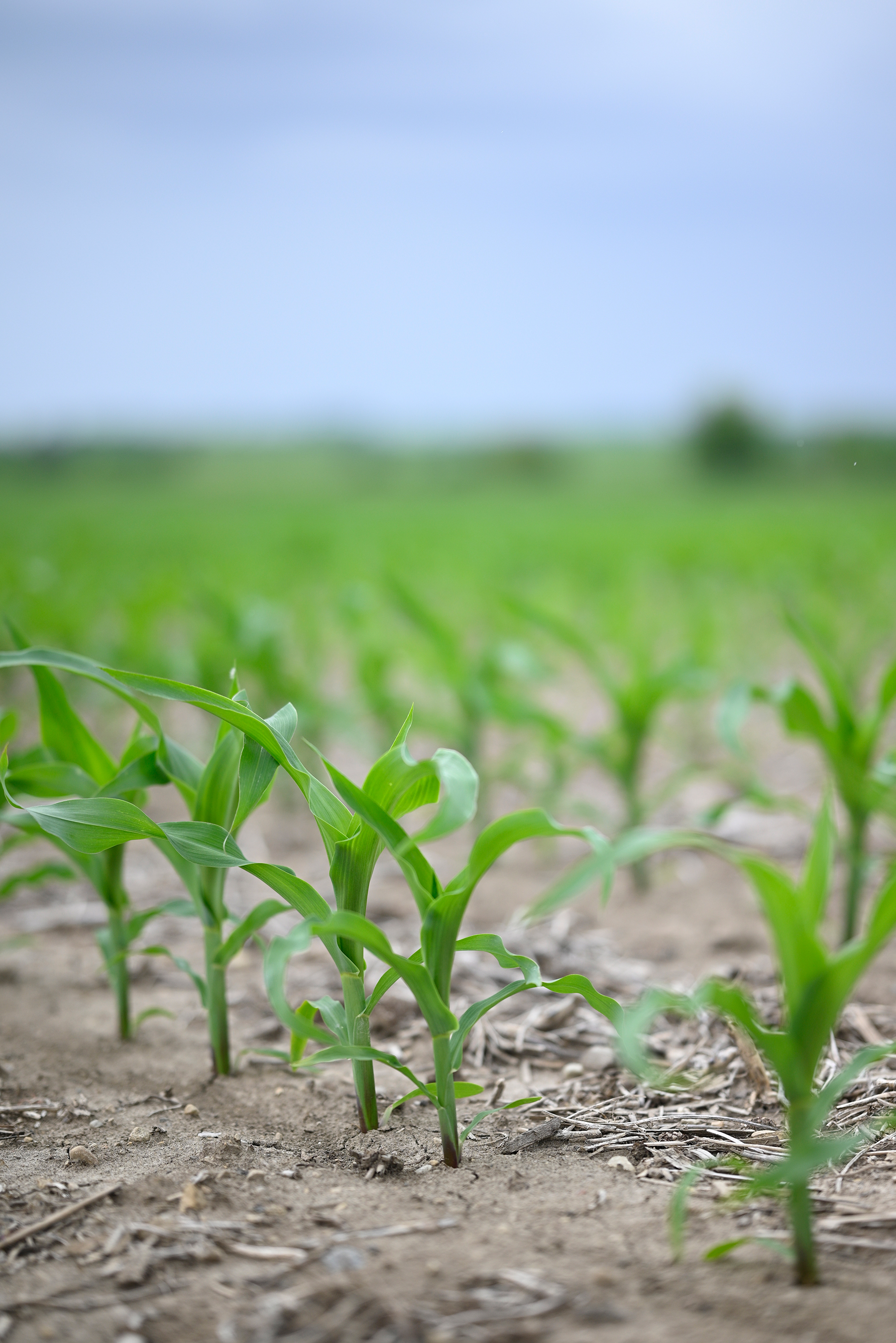 Northern Illinois corn reaches V4 to V5 after timely planting