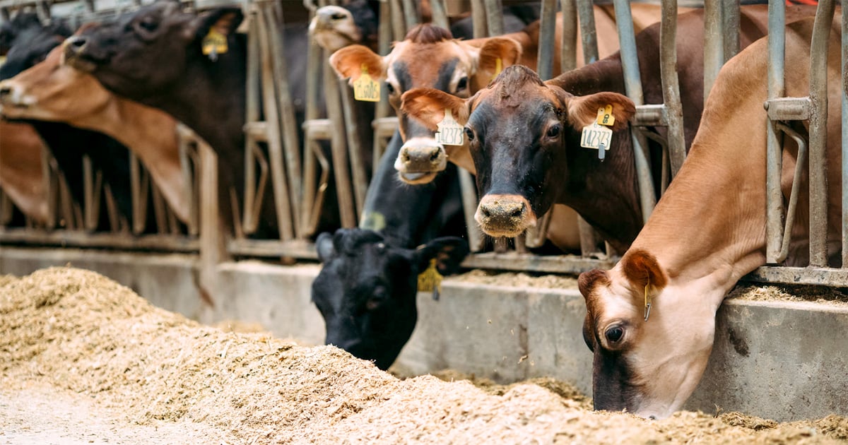 America’s dairies do much more than produce milk