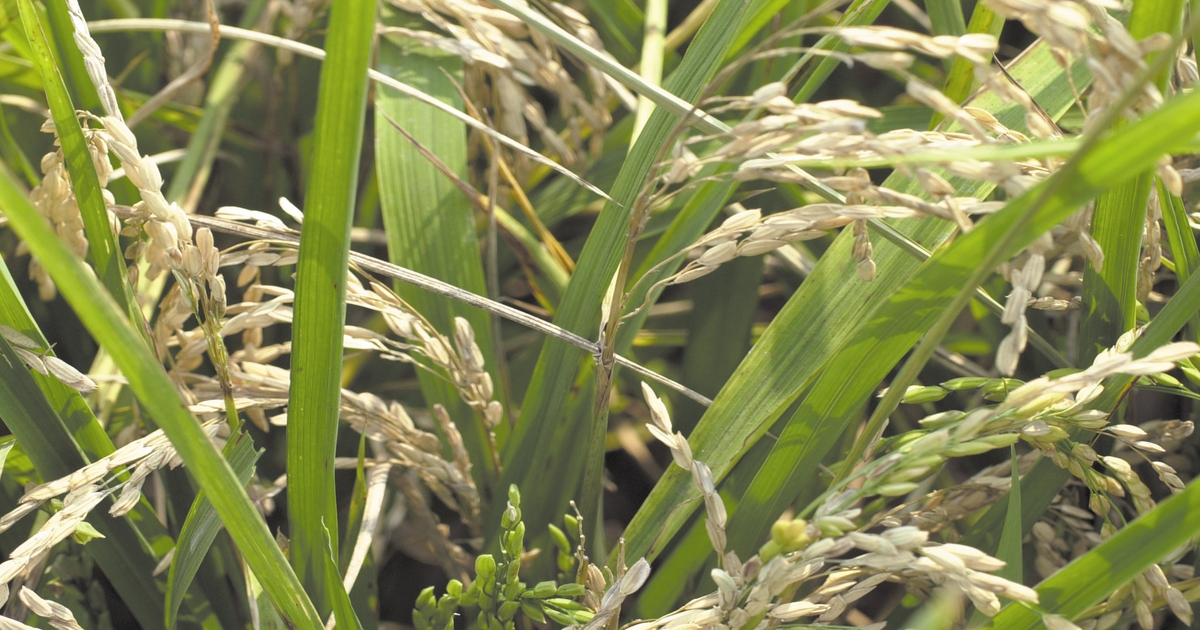 2018 frustrating year for rice weed control