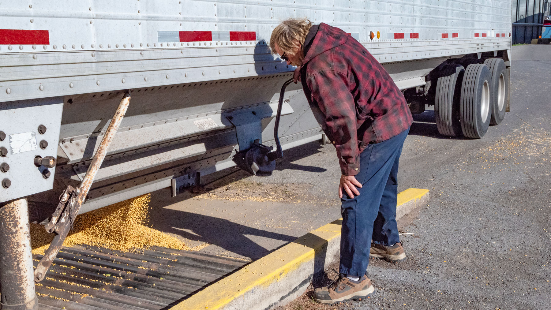 ‘Real ugly corn’: Northeast grain farmers lament poor harvest