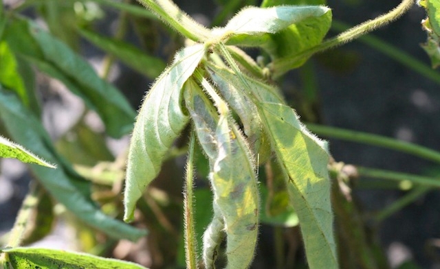 Scout for Early-Season Soybean Diseases