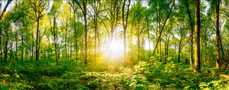 How to plan a windbreak