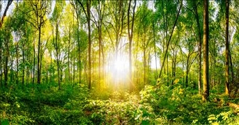 How to plan a windbreak